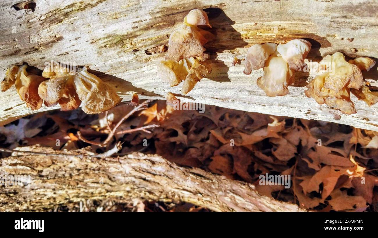 Jelly Tree Ear (Auricularia americana) Fungi Stock Photo - Alamy