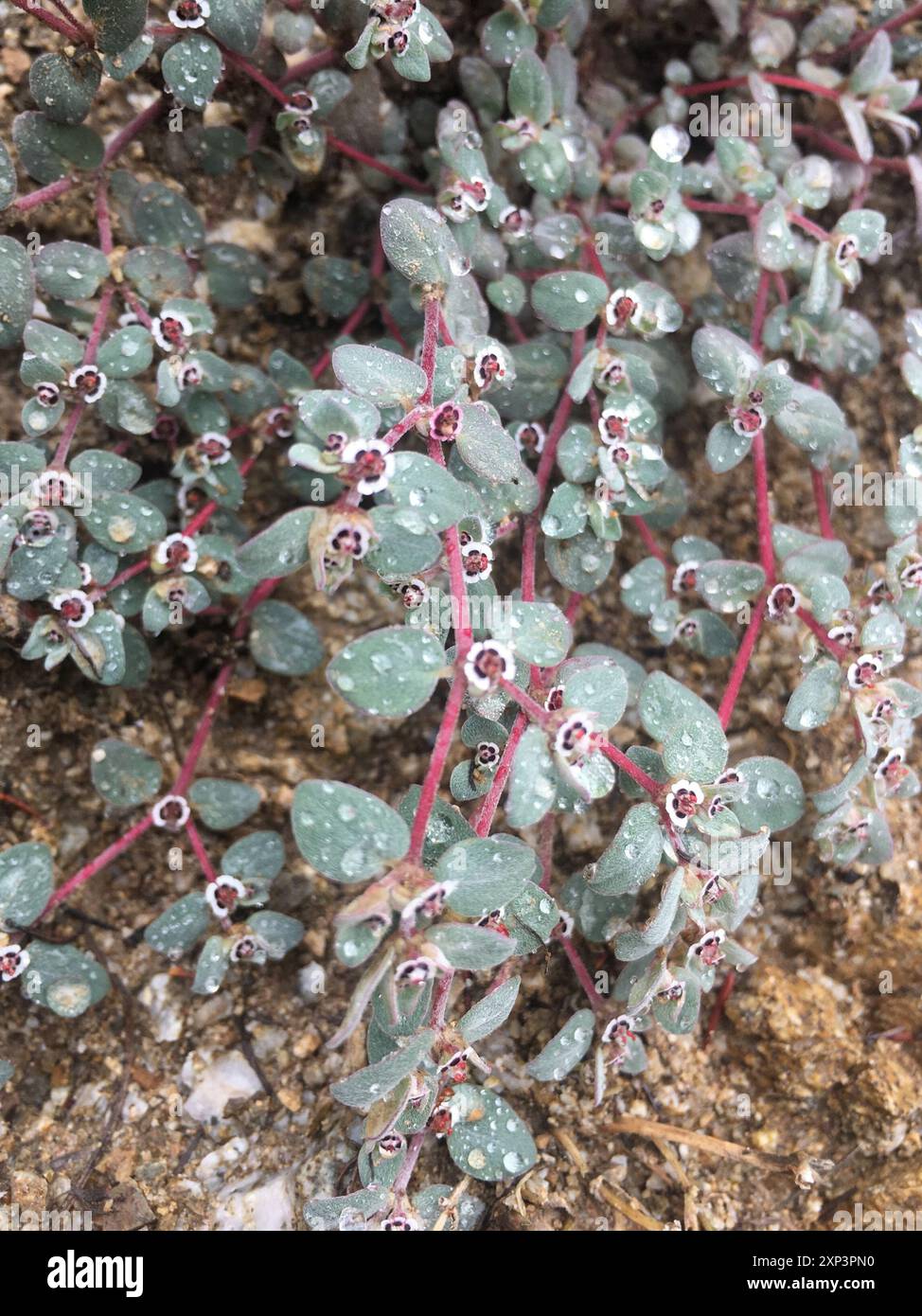 red-gland spurge (Euphorbia melanadenia) Plantae Stock Photo - Alamy