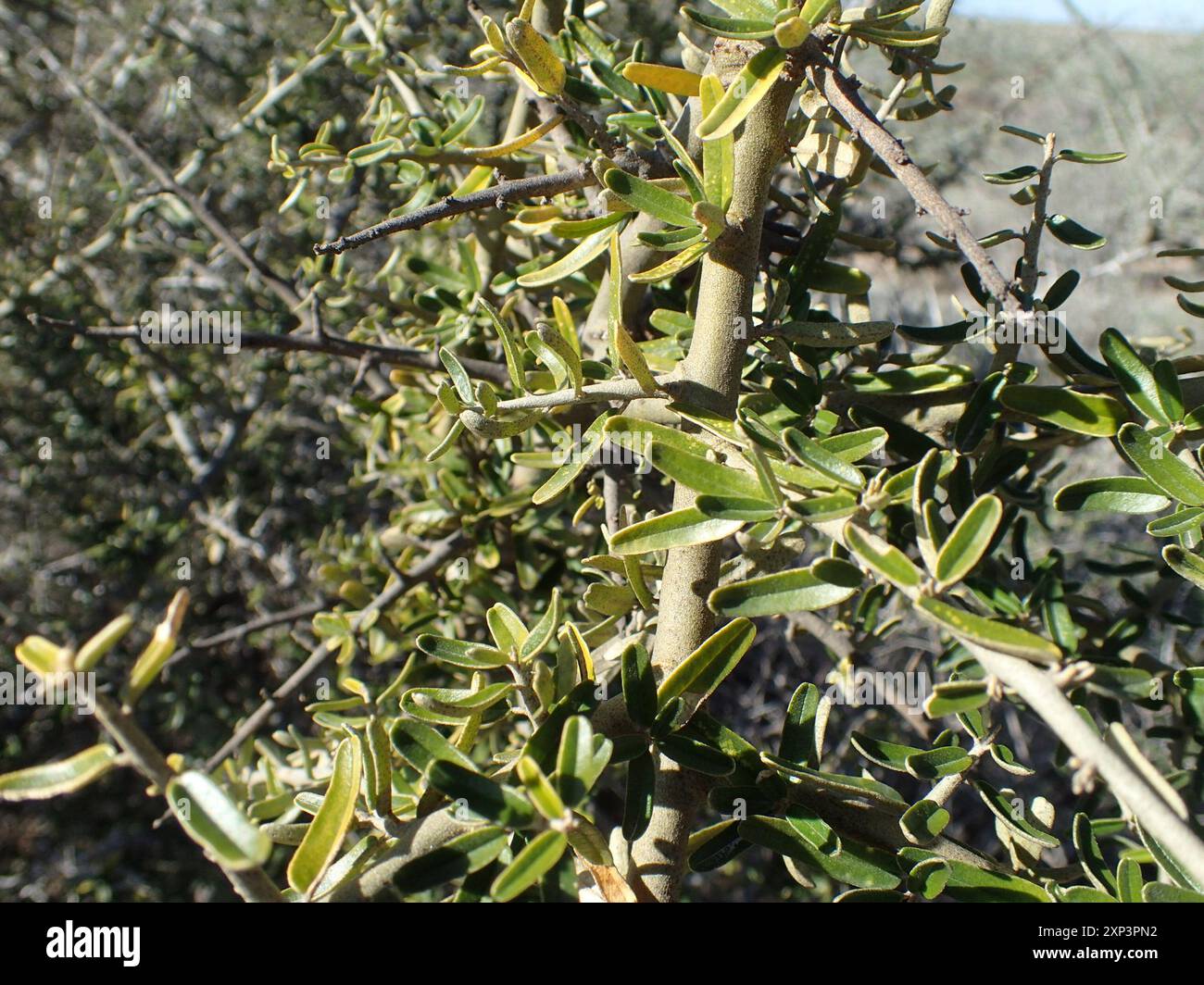 Desert Caper (Atamisquea emarginata) Plantae Stock Photo - Alamy