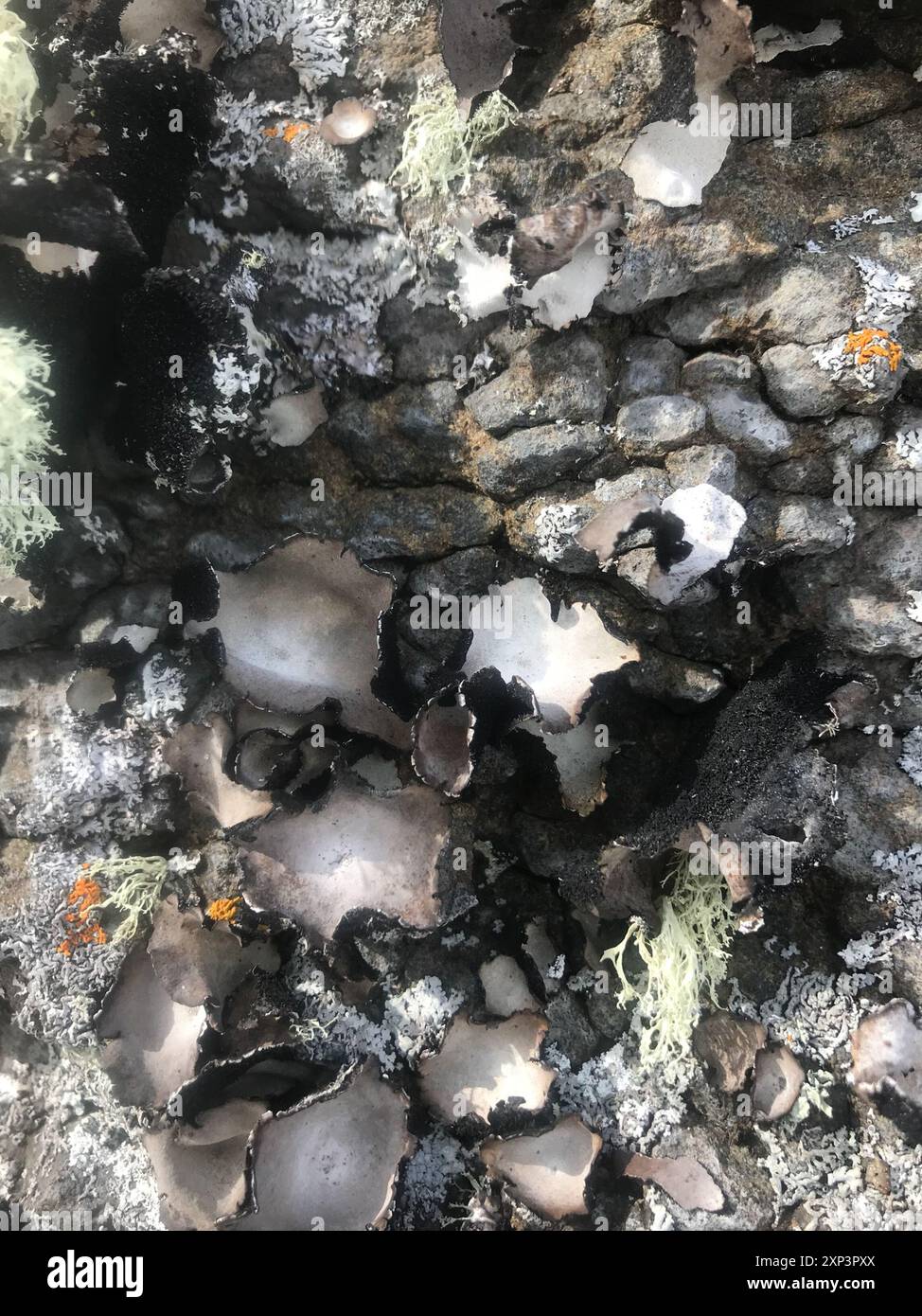 Frosted Rock Tripe (Umbilicaria americana) Fungi Stock Photo - Alamy