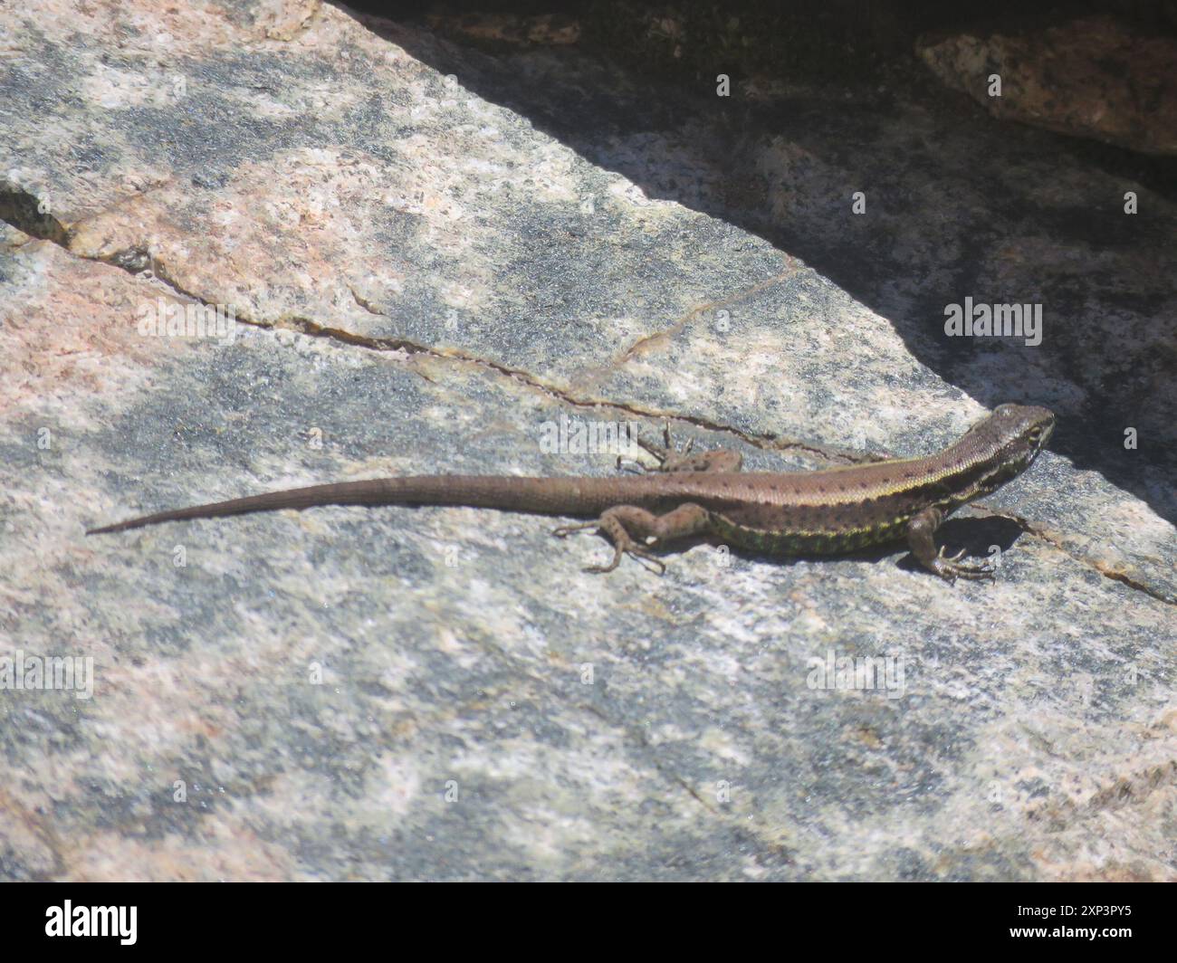 Common Painted Smooth-throated Lizard (Liolaemus pictus) Reptilia Stock ...
