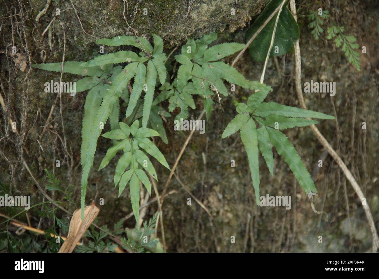 spider brake (Pteris multifida) Plantae Stock Photo - Alamy