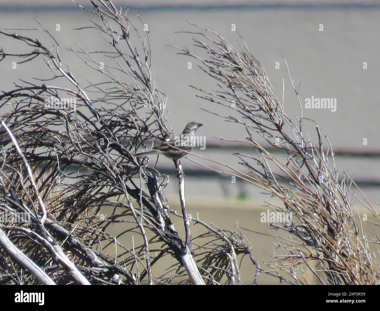 Diuca Finch (Diuca diuca) Aves Stock Photo - Alamy