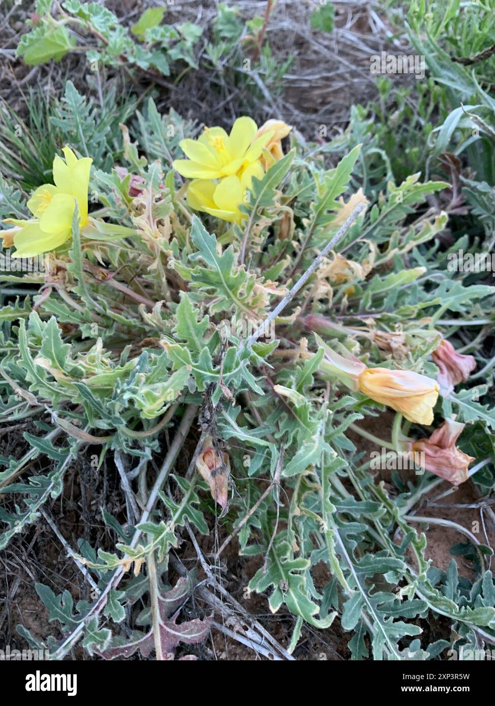 desert evening-primrose (Oenothera primiveris) Plantae Stock Photo - Alamy