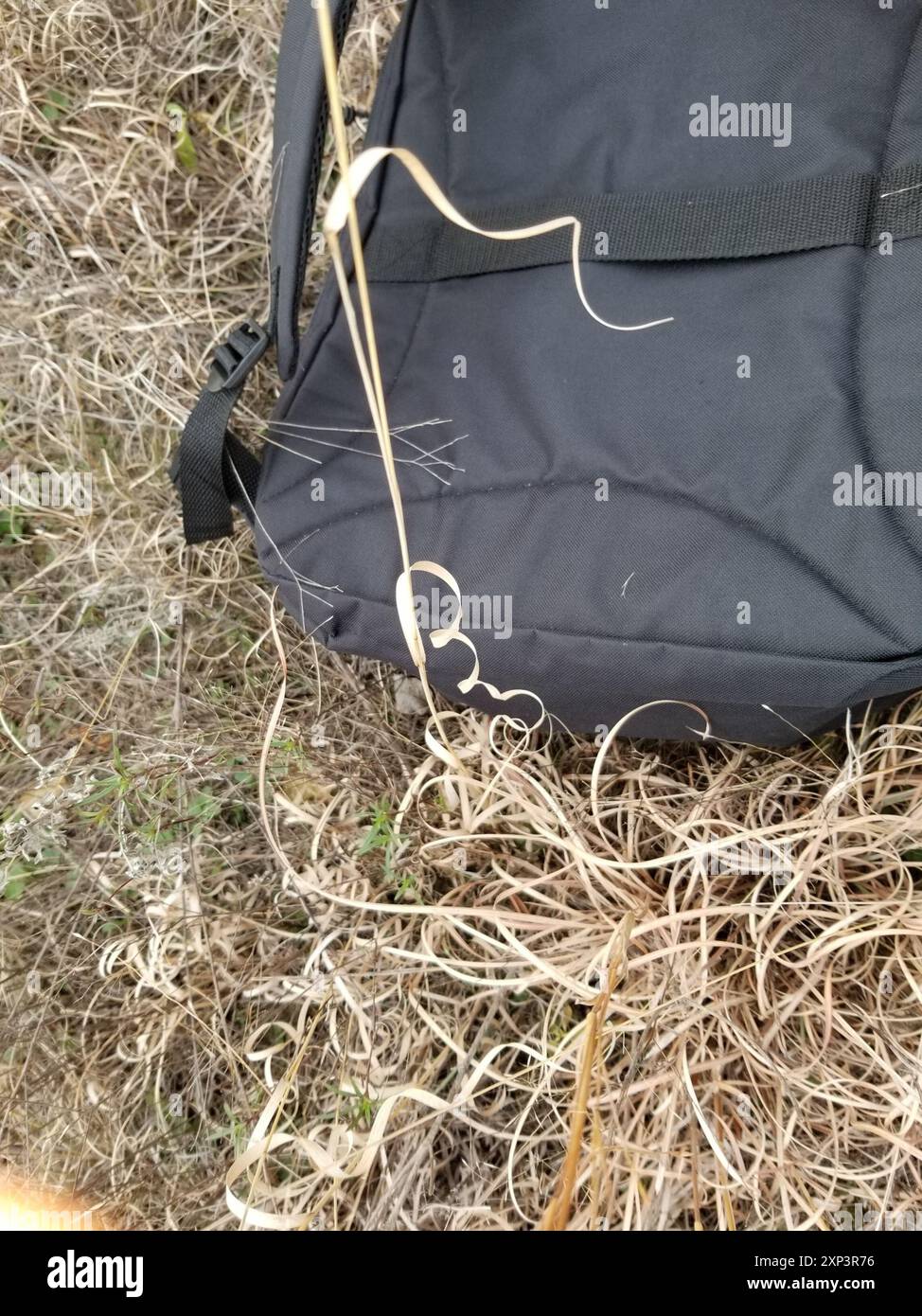 Sideoats Grama (Bouteloua curtipendula) Plantae Stock Photo - Alamy
