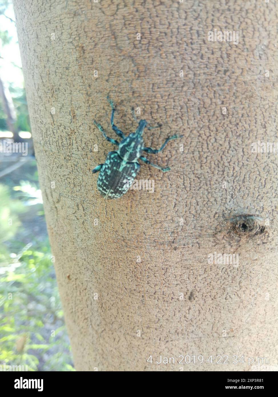 Botany Bay Diamond Weevil (Chrysolopus spectabilis) Insecta Stock Photo ...