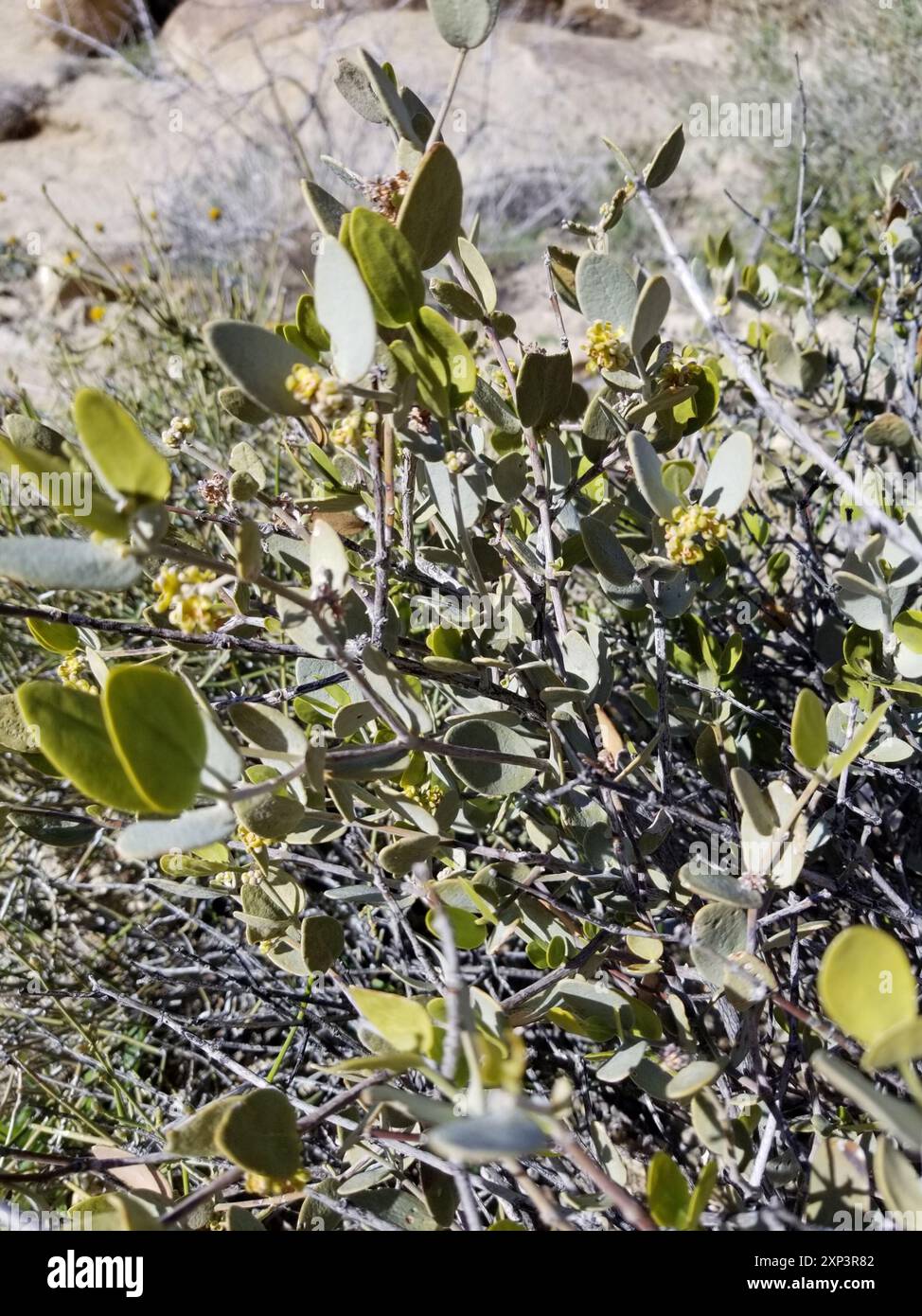 jojoba (Simmondsia chinensis) Plantae Stock Photo - Alamy