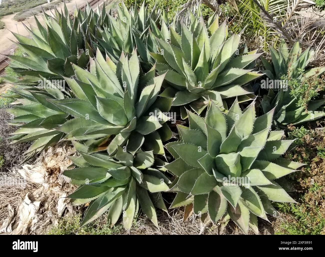 Shaws agave agave shawii hi-res stock photography and images - Alamy