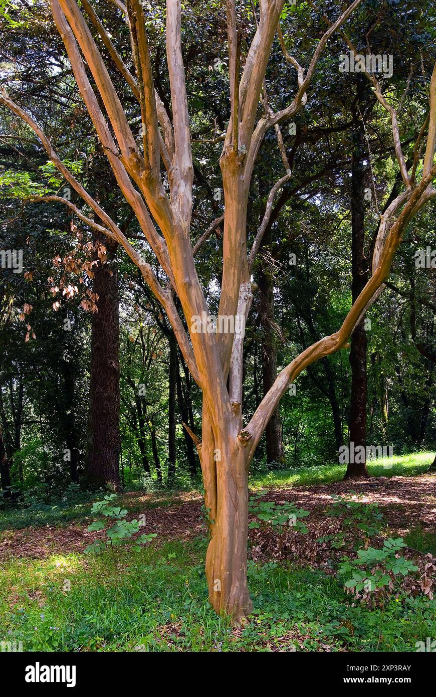 Crape myrtle (Lagerstroemia indica), Lythraceae. Small evergreen tree ...