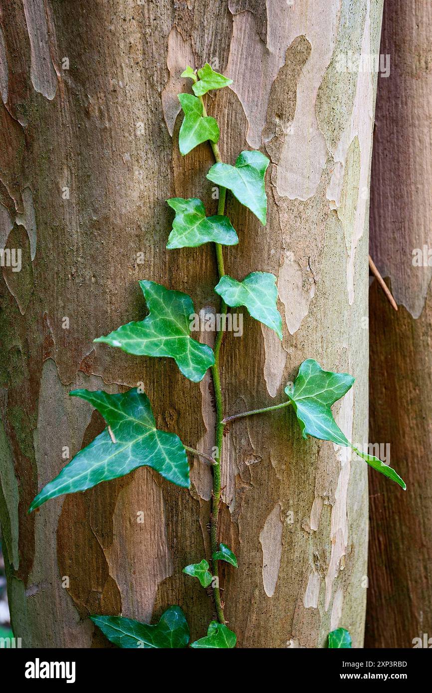Ivy hedera helix araliaceae hi-res stock photography and images - Alamy