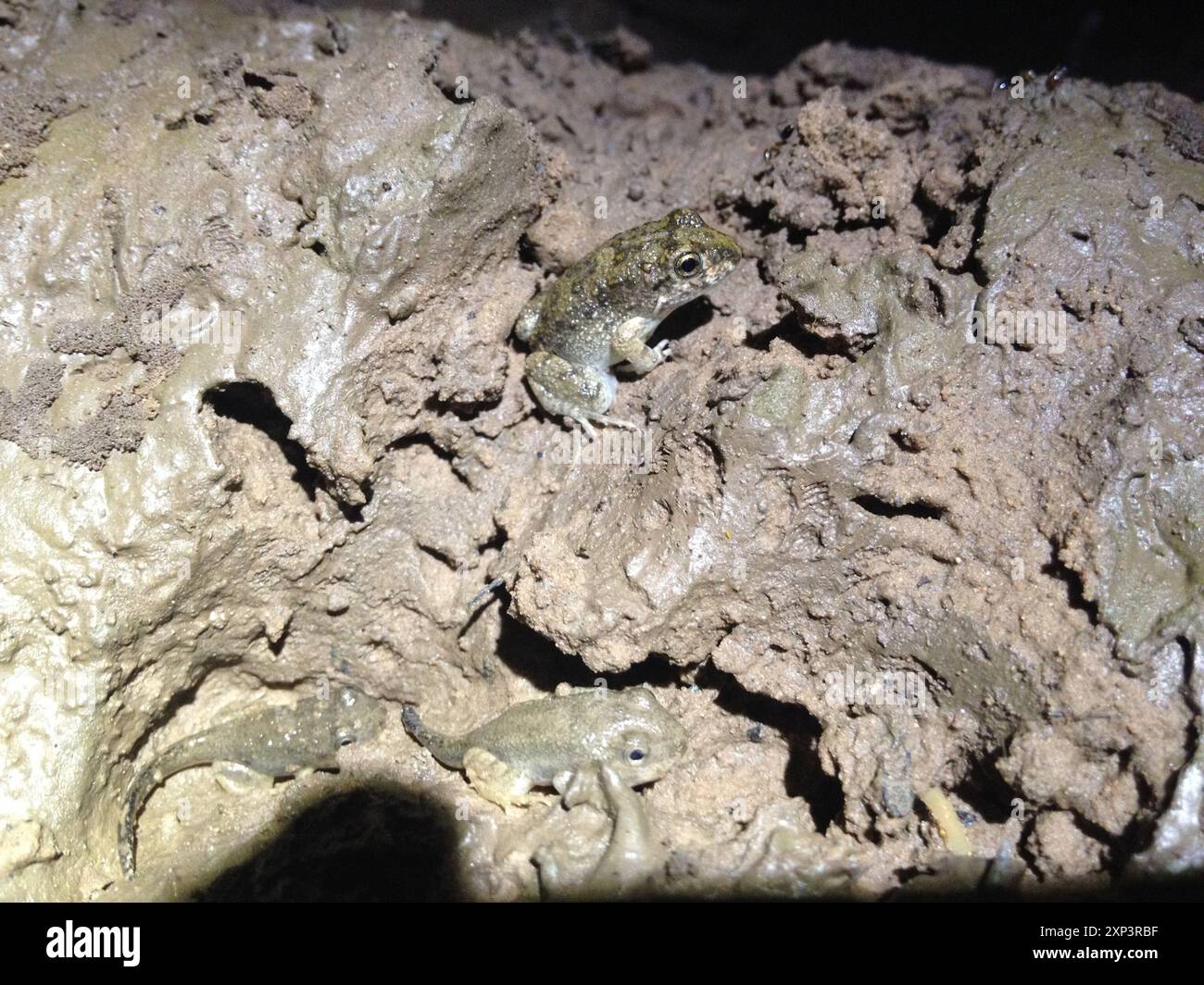 Bullfrog tropical hi-res stock photography and images - Alamy