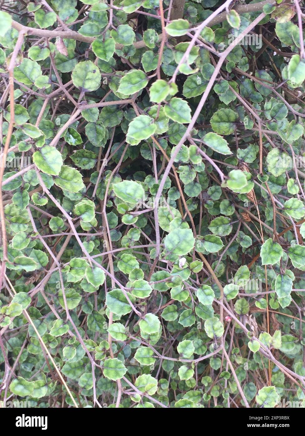 Marble leaf (Carpodetus serratus) Plantae Stock Photo - Alamy