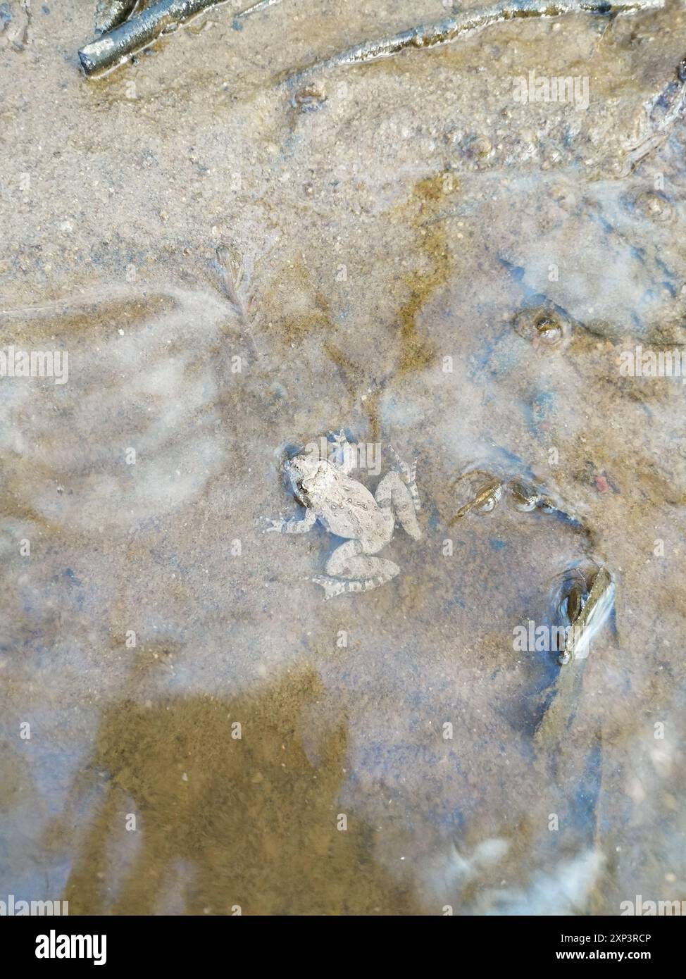 Northern Cricket Frog (Acris crepitans) Amphibia Stock Photo - Alamy