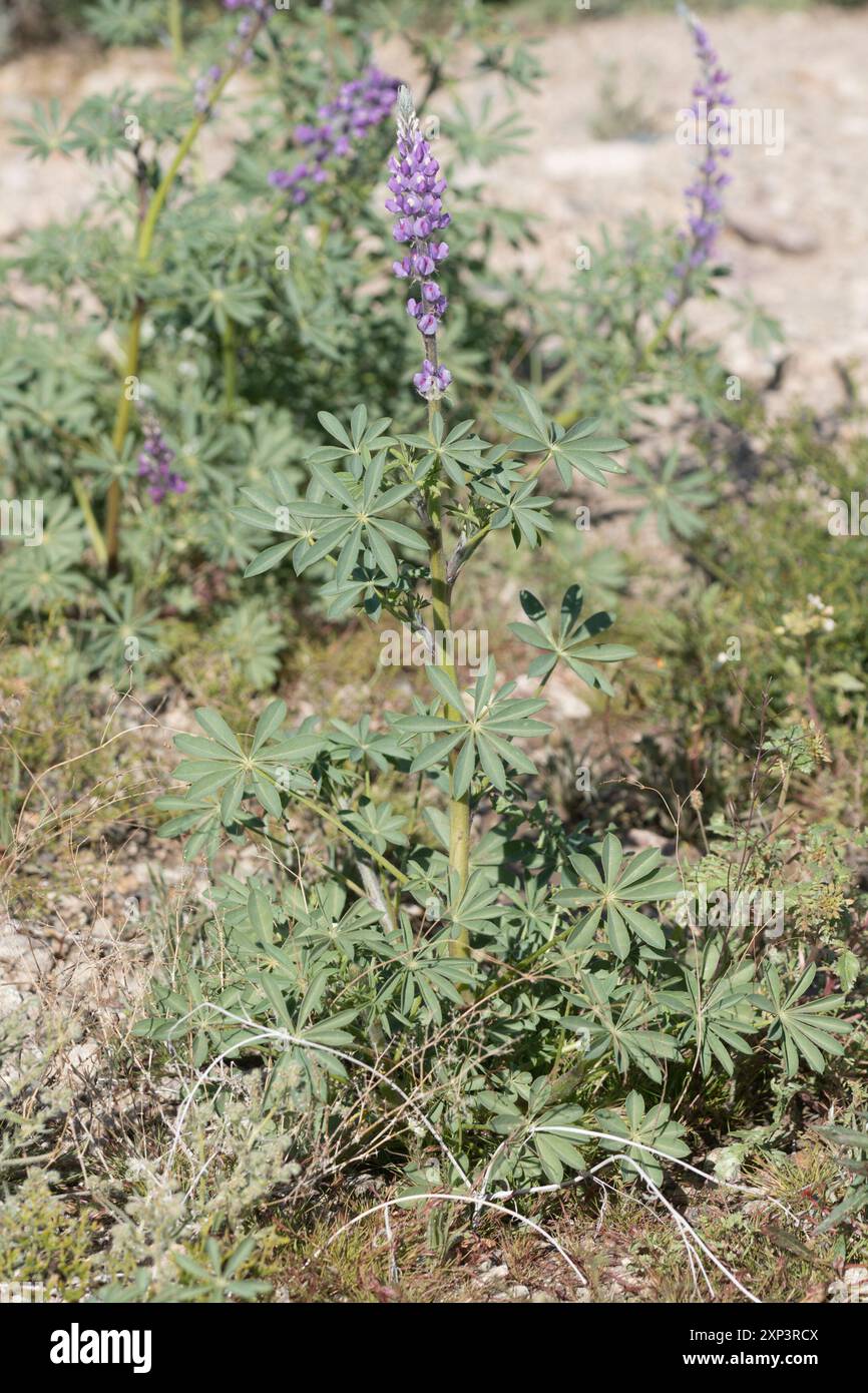 Arizona lupine (Lupinus arizonicus) Plantae Stock Photo - Alamy