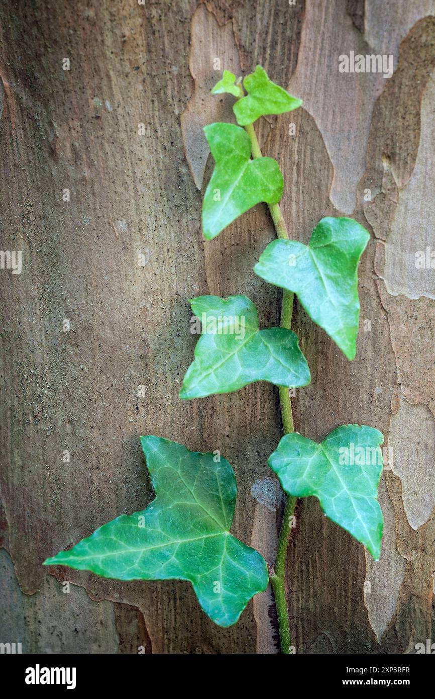 European ivy (Hedera helix), Araliaceae. Evergreen climbing shrub, wild ...
