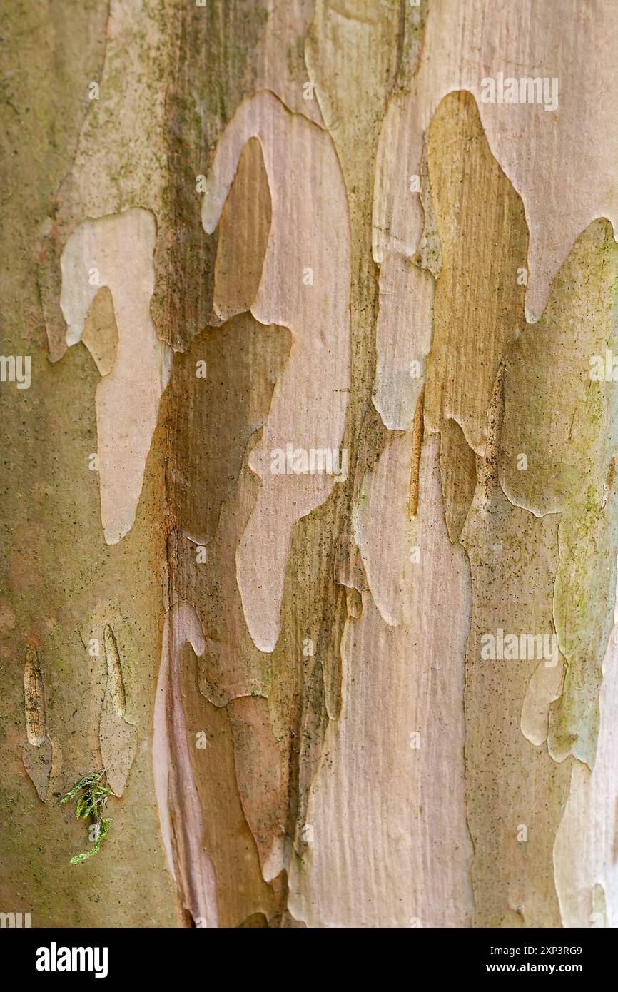 Crape myrtle (Lagerstroemia indica), Lythraceae. bark, Small evergreen ...