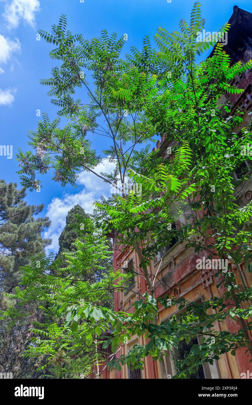 Tree of Heaven (Ailanthus altissima), Ailanthus altissima. Park of ...