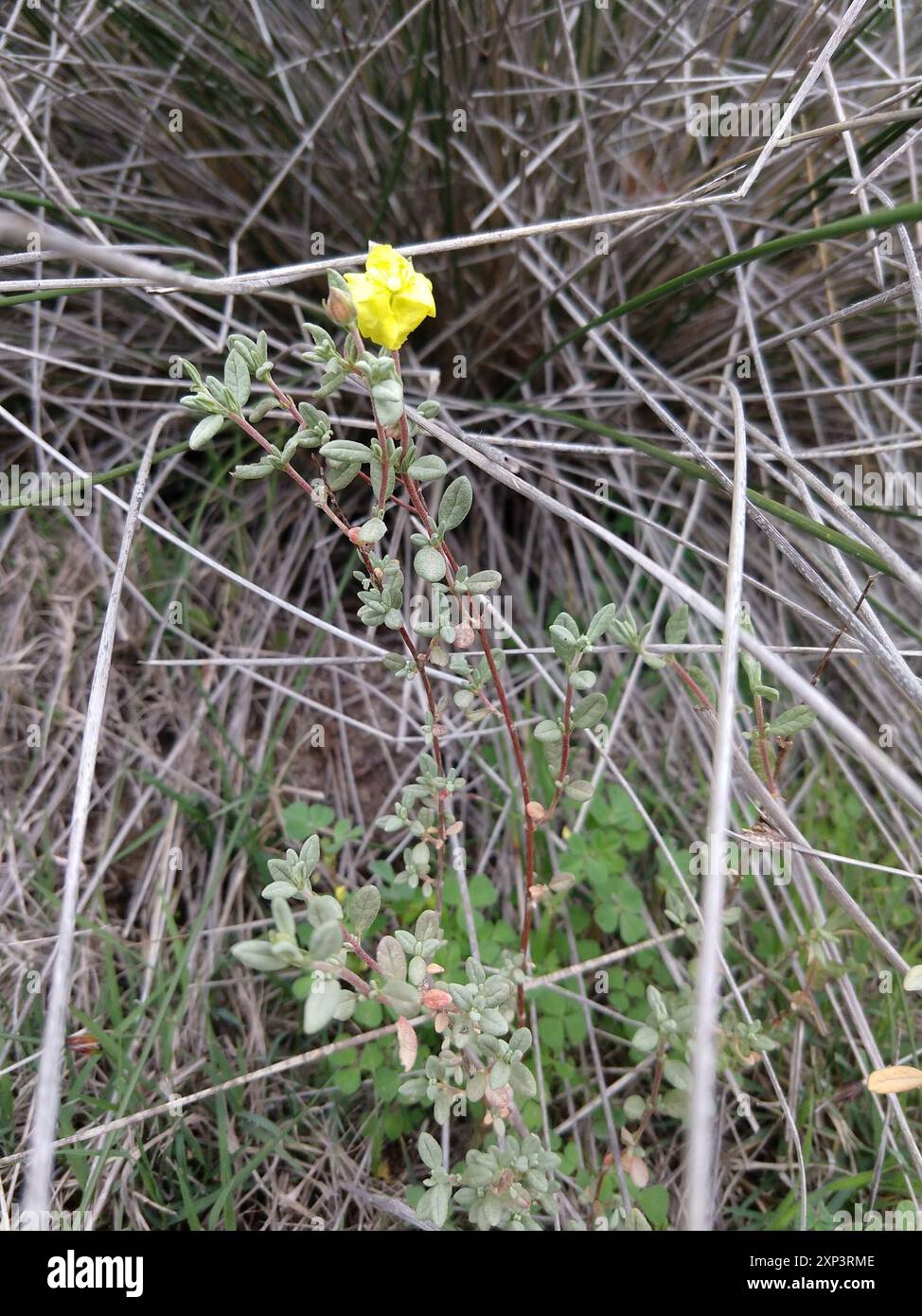 dwarf rock-roses (Helianthemum) Plantae Stock Photo - Alamy