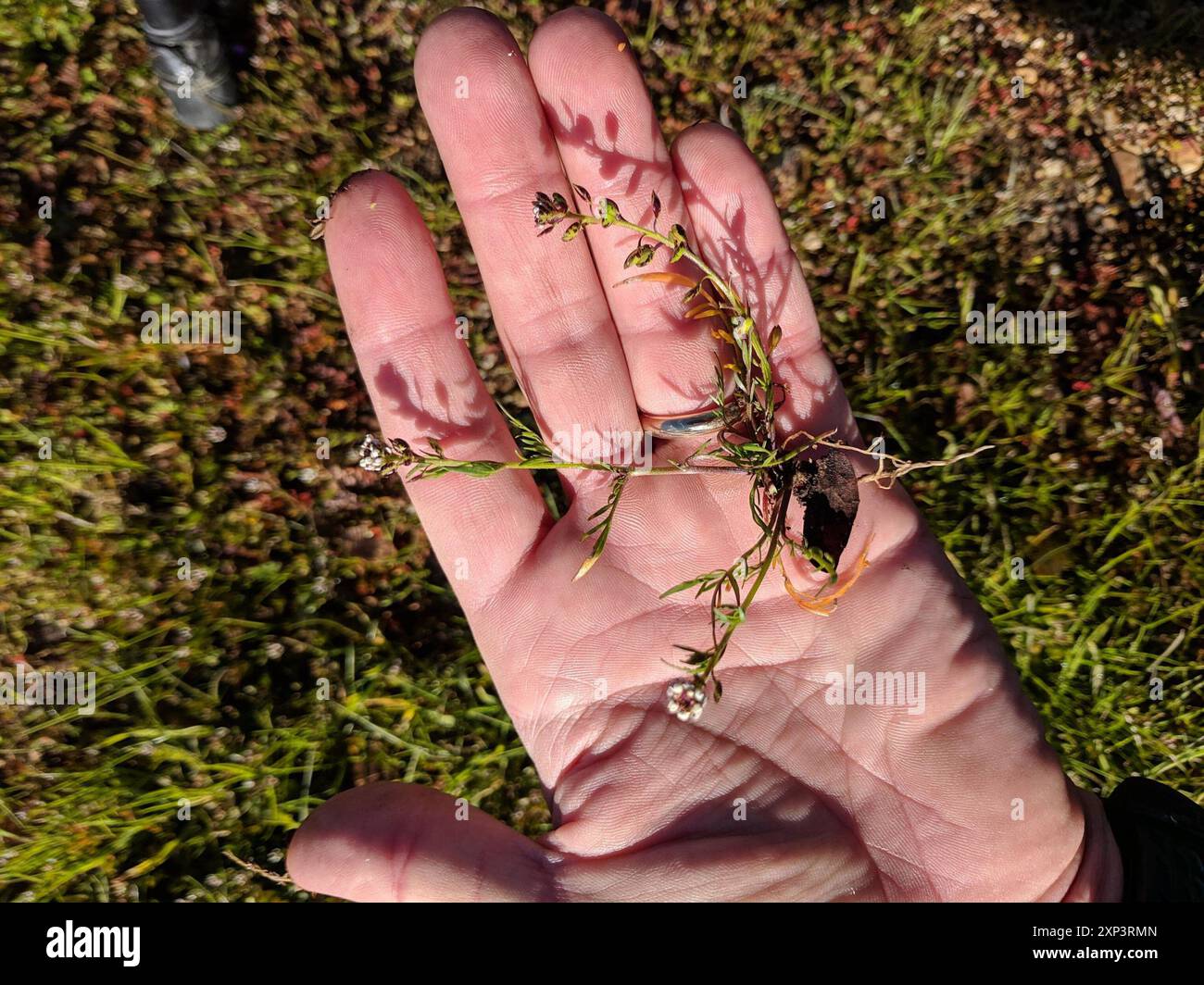Shining Pepperweed (Lepidium nitidum) Plantae Stock Photo - Alamy