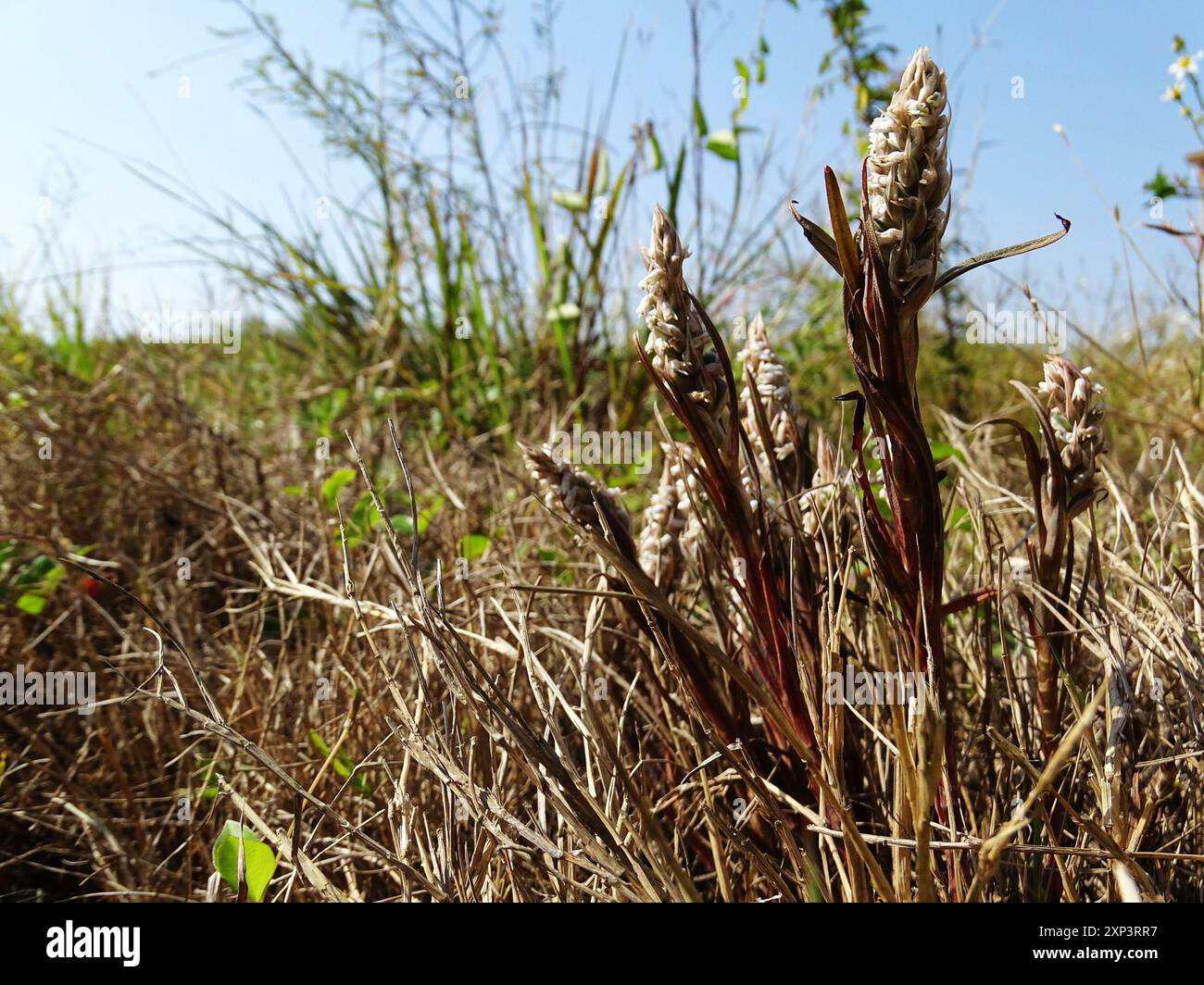 centipede grass orchid (Zeuxine strateumatica) Plantae Stock Photo - Alamy