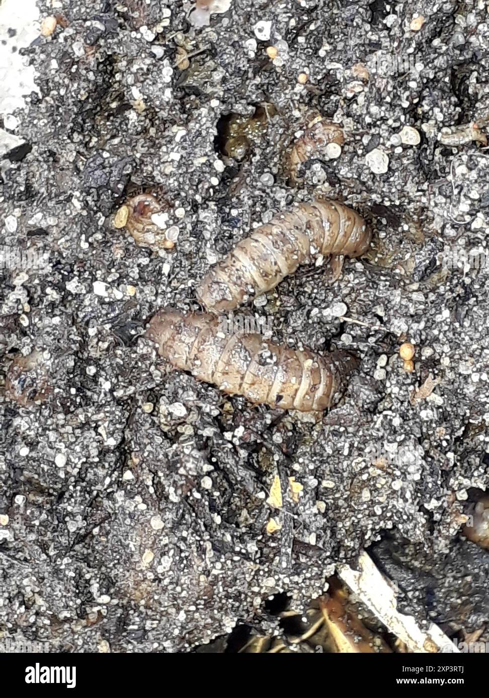 Soldier Flies (Stratiomyidae) Insecta Stock Photo - Alamy