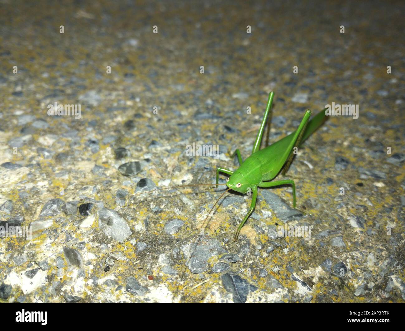 Large Conehead (Ruspolia nitidula) Insecta Stock Photo - Alamy