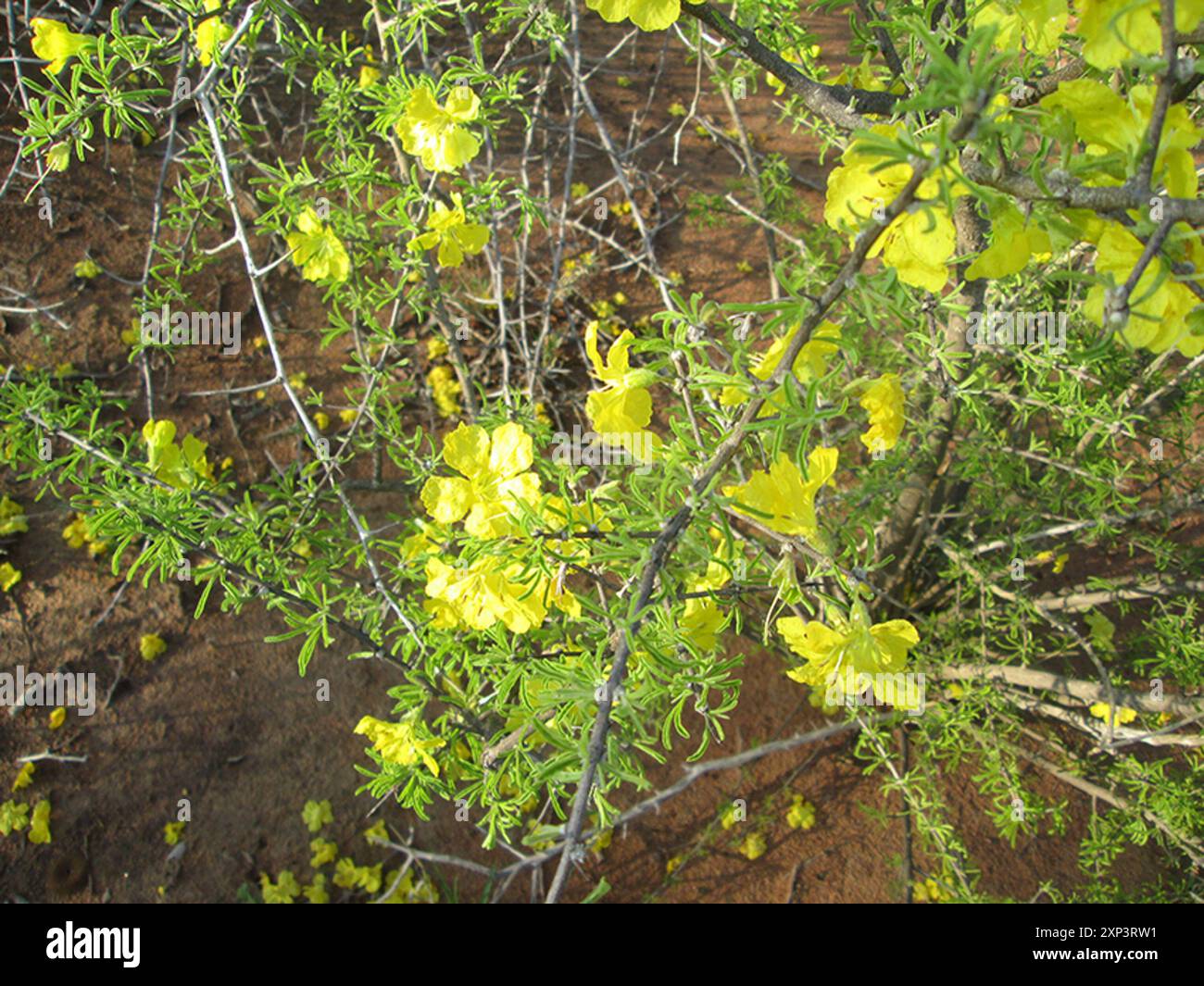 Kalahari Gold (Rhigozum brevispinosum) Plantae Stock Photo - Alamy