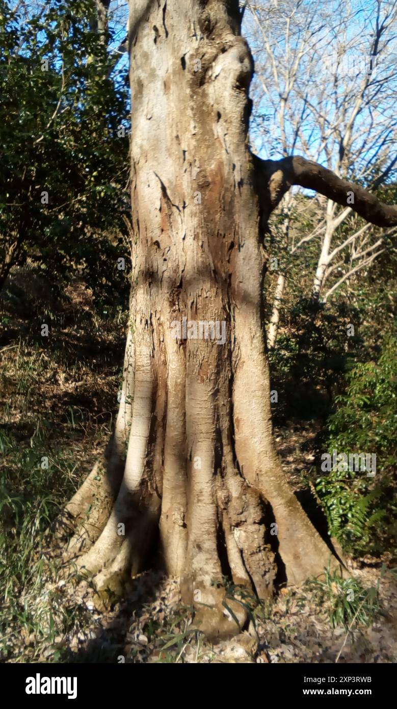 Aphananthe aspera hi-res stock photography and images - Alamy