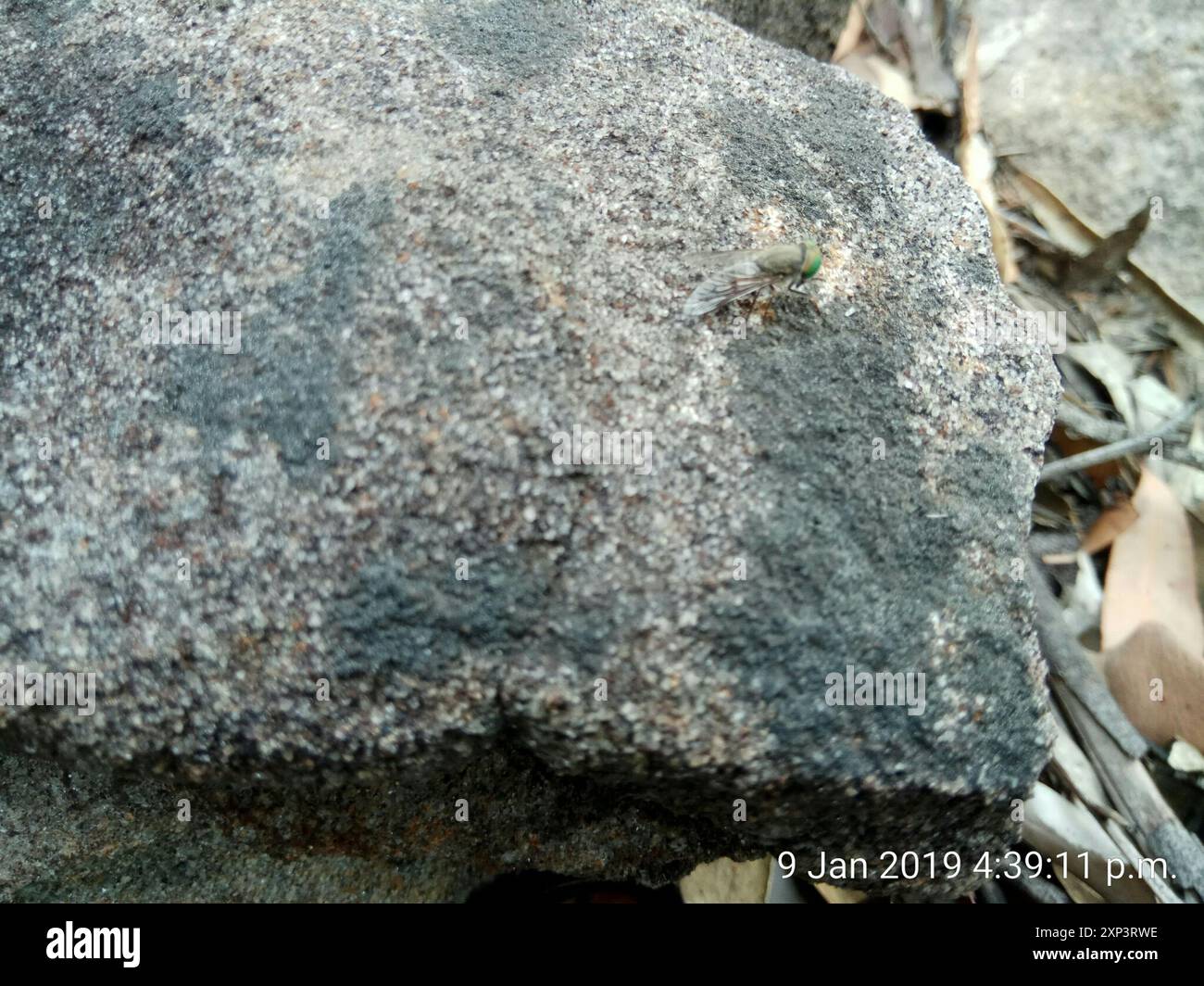 Tabanus australicus hi-res stock photography and images - Alamy