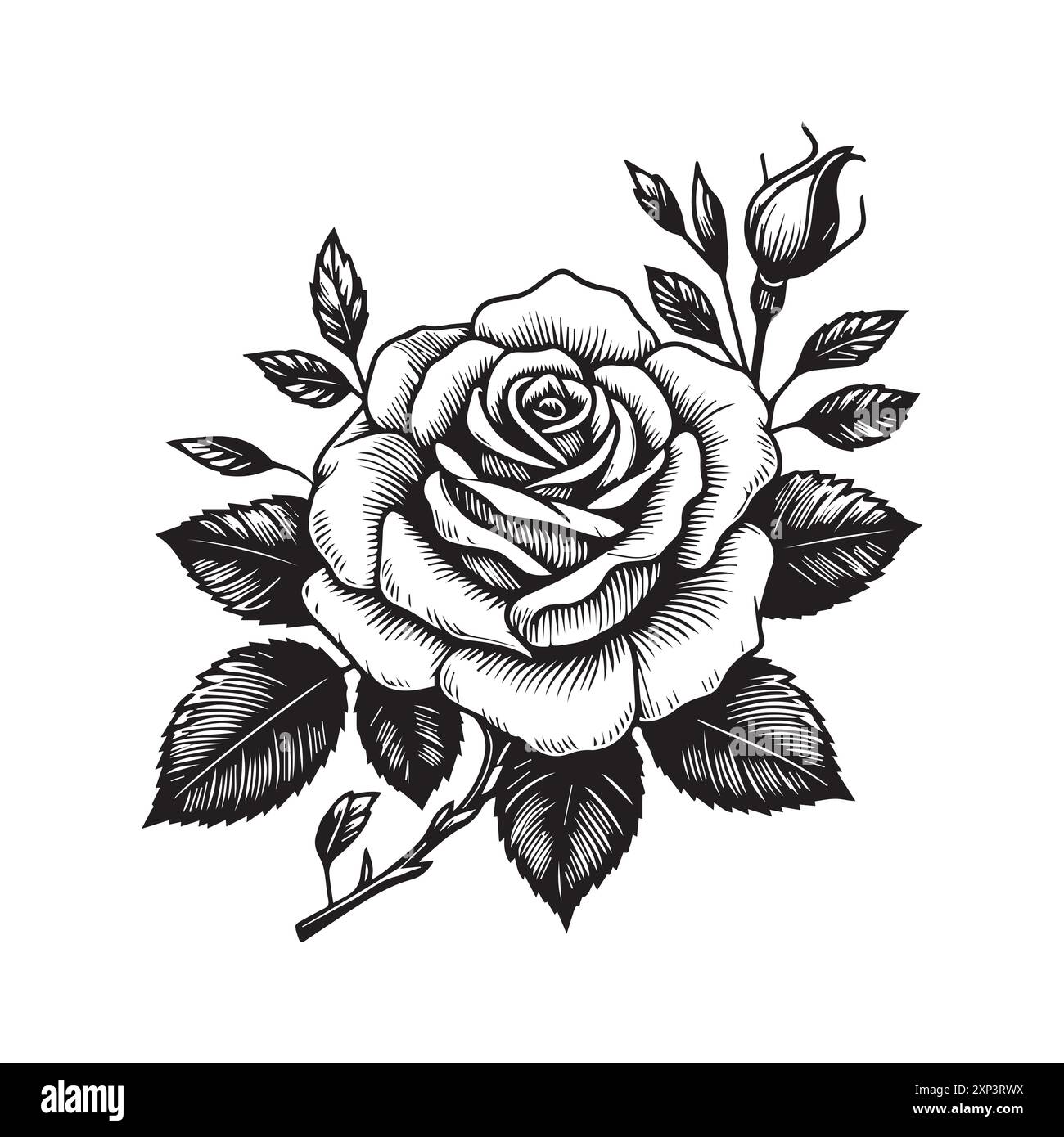 Garden rose illustration Cut Out Stock Images & Pictures - Alamy