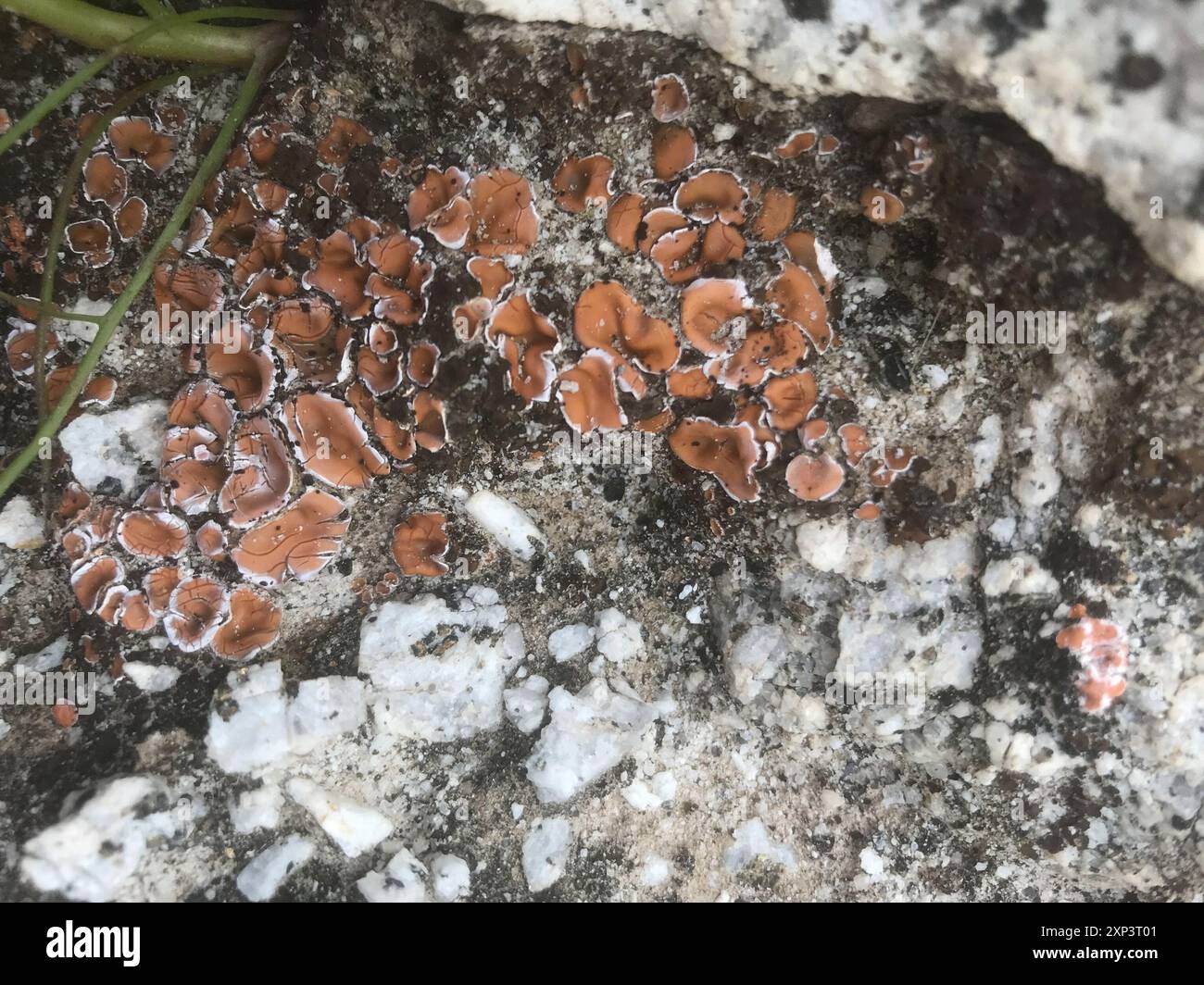 Orange Rock Posy (Rhizoplaca chrysoleuca) Fungi Stock Photo - Alamy