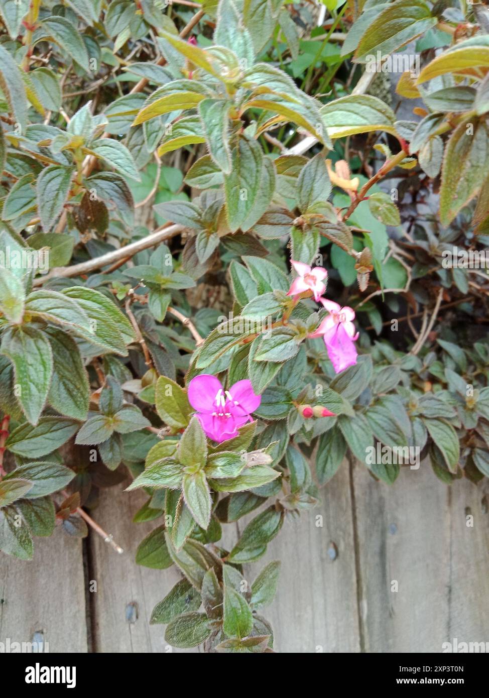 Spanish shawl (Heterocentron elegans) Plantae Stock Photo - Alamy
