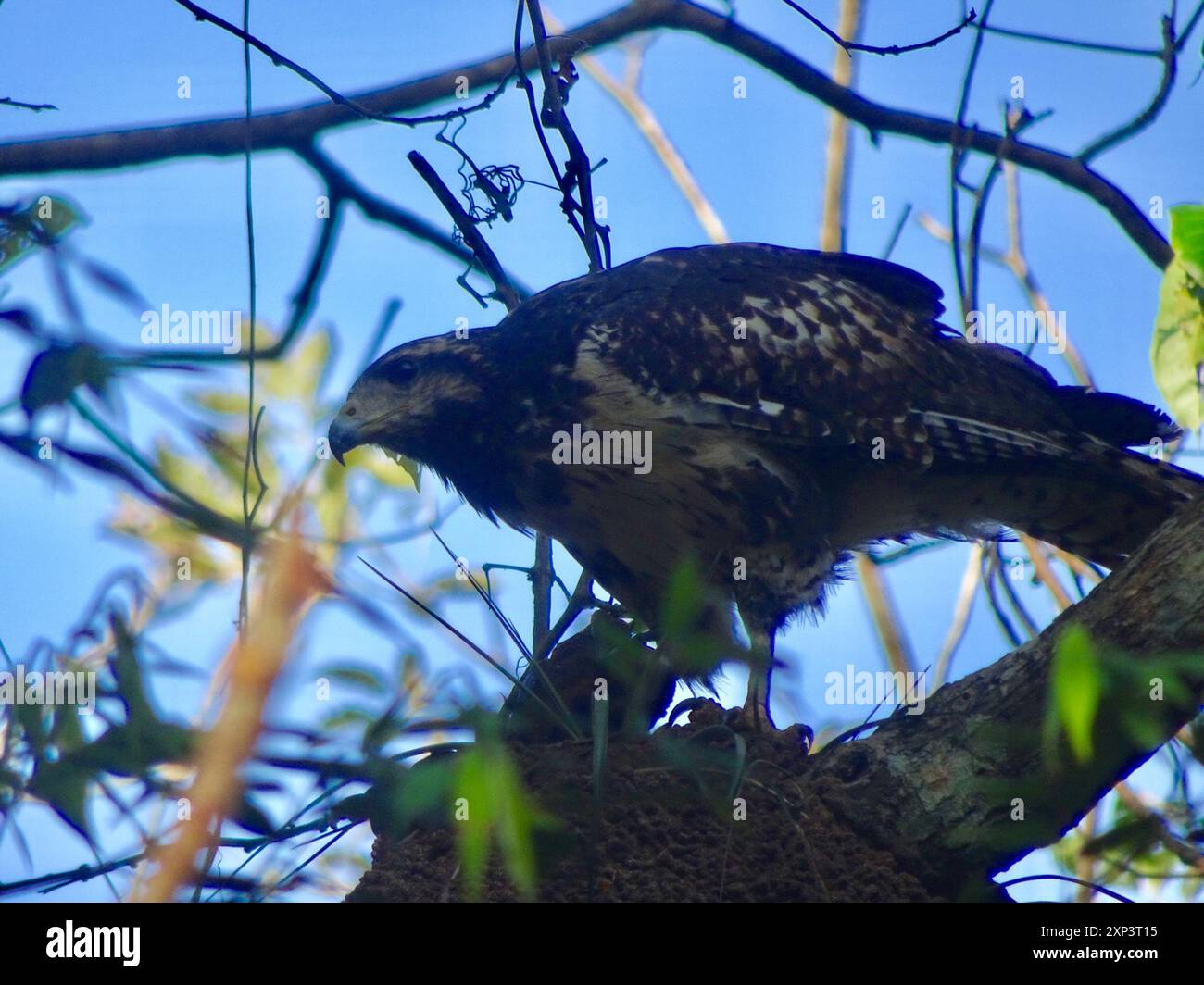 Common Black Hawk (Buteogallus anthracinus) Aves Stock Photo - Alamy