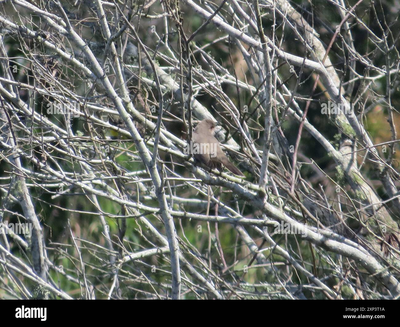 Ash-colored Cuckoo (Coccycua cinerea) Aves Stock Photo - Alamy