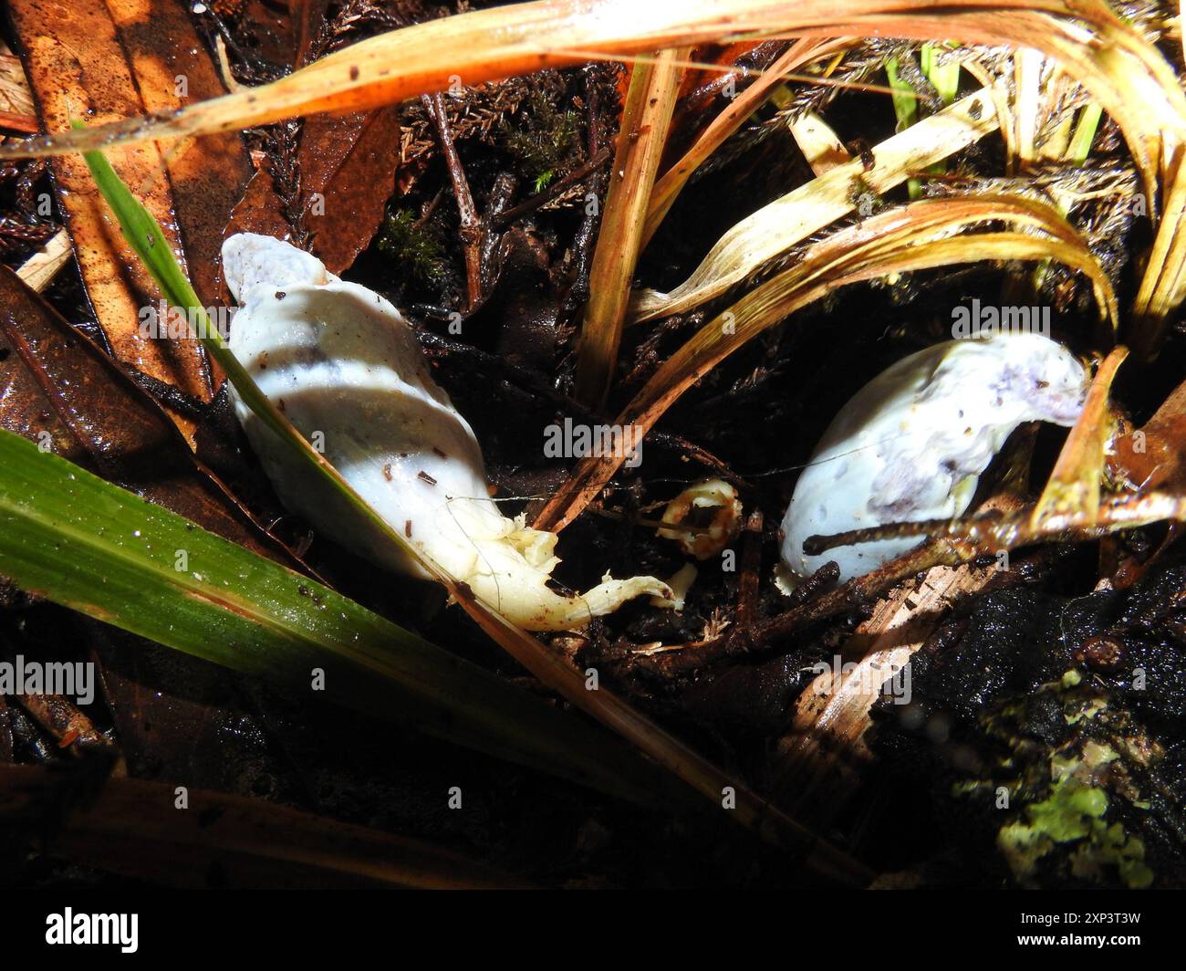 Blue Pouch Fungus (Clavogaster virescens) Fungi Stock Photo - Alamy
