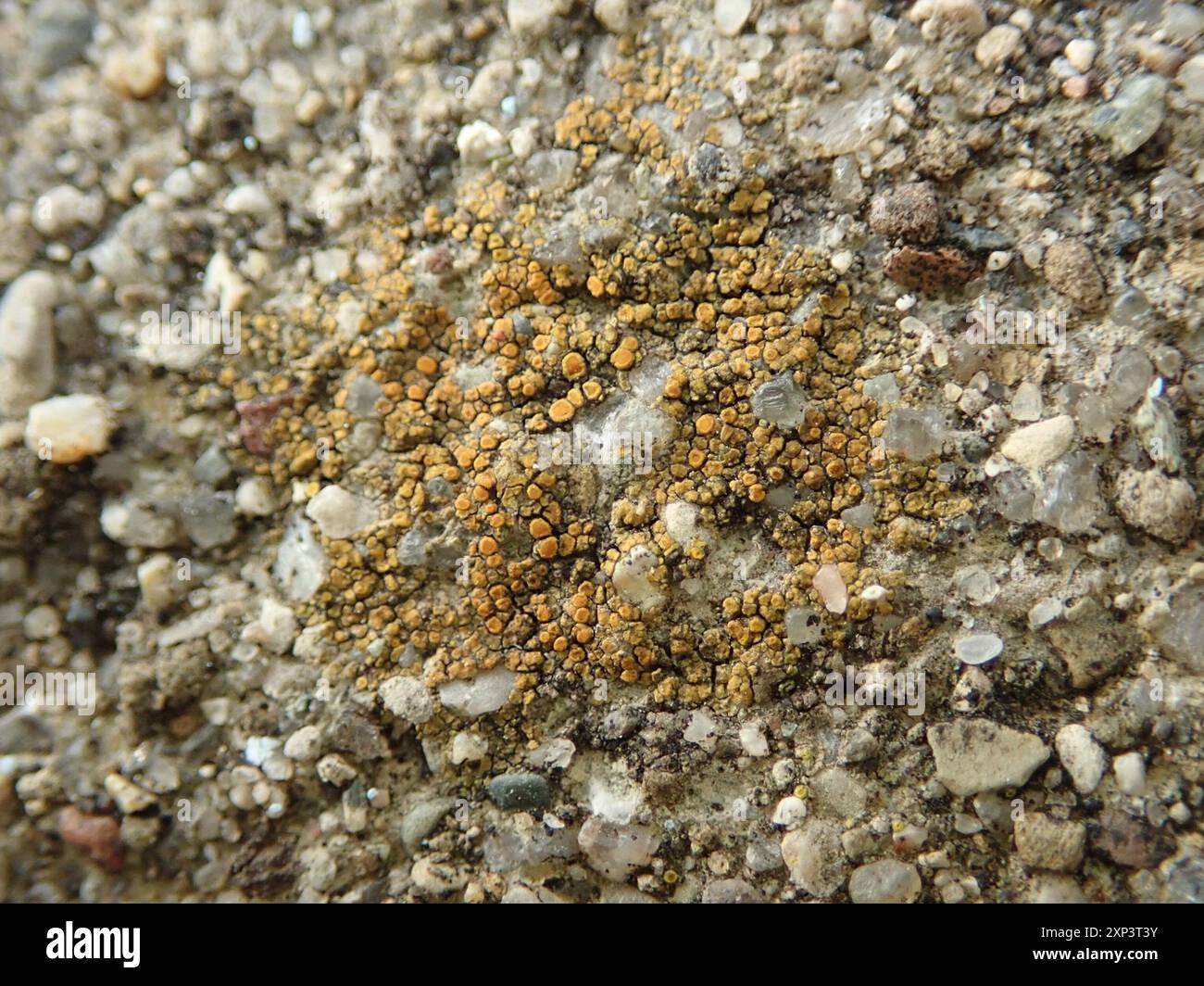 sidewalk firedot (Xanthocarpia feracissima) Fungi Stock Photo - Alamy