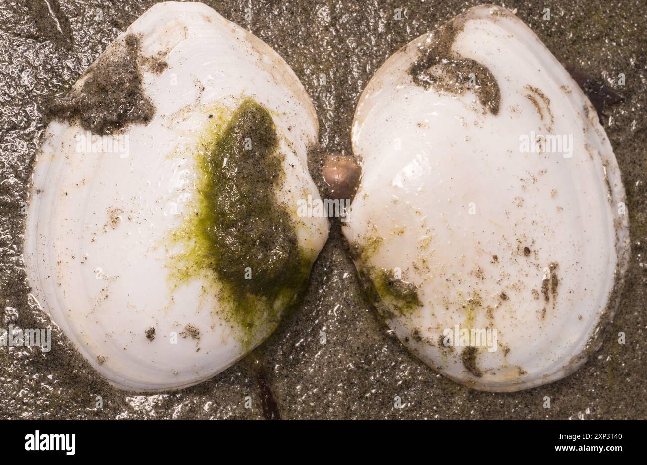White Macoma (Rexithaerus secta) Mollusca Stock Photo - Alamy