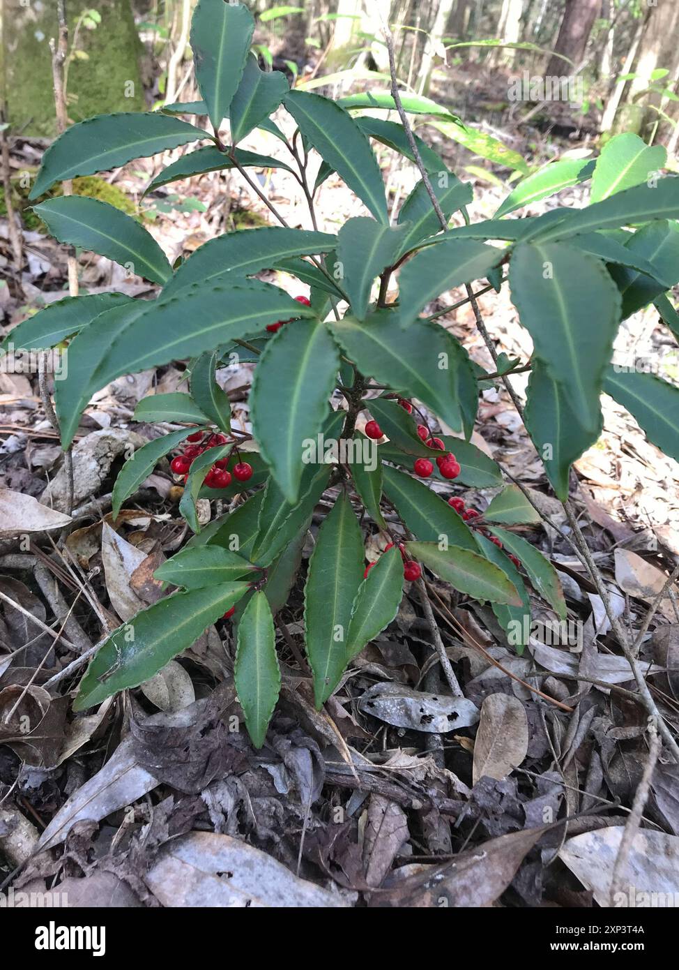 Coralberry (Ardisia crenata) Plantae Stock Photo - Alamy