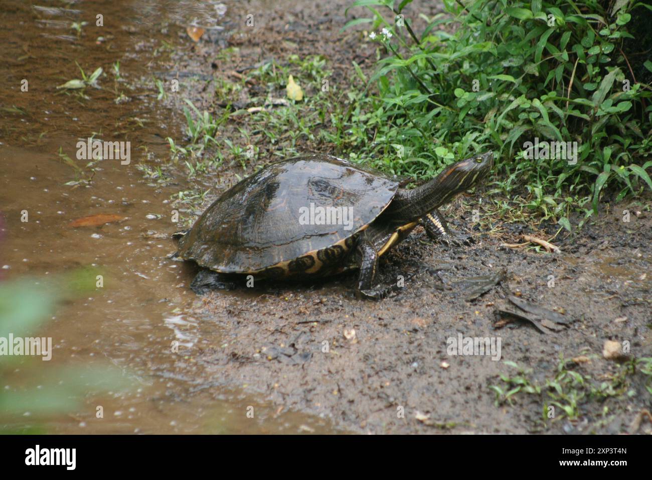 Trachemys venusta hi-res stock photography and images - Alamy