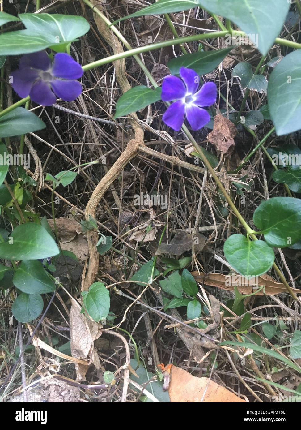 greater periwinkle (Vinca major) Plantae Stock Photo - Alamy