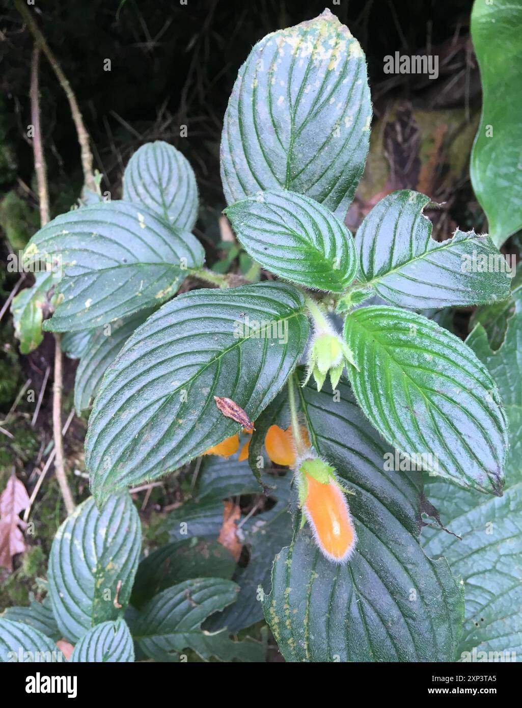(Columnea strigosa) Plantae Stock Photo - Alamy