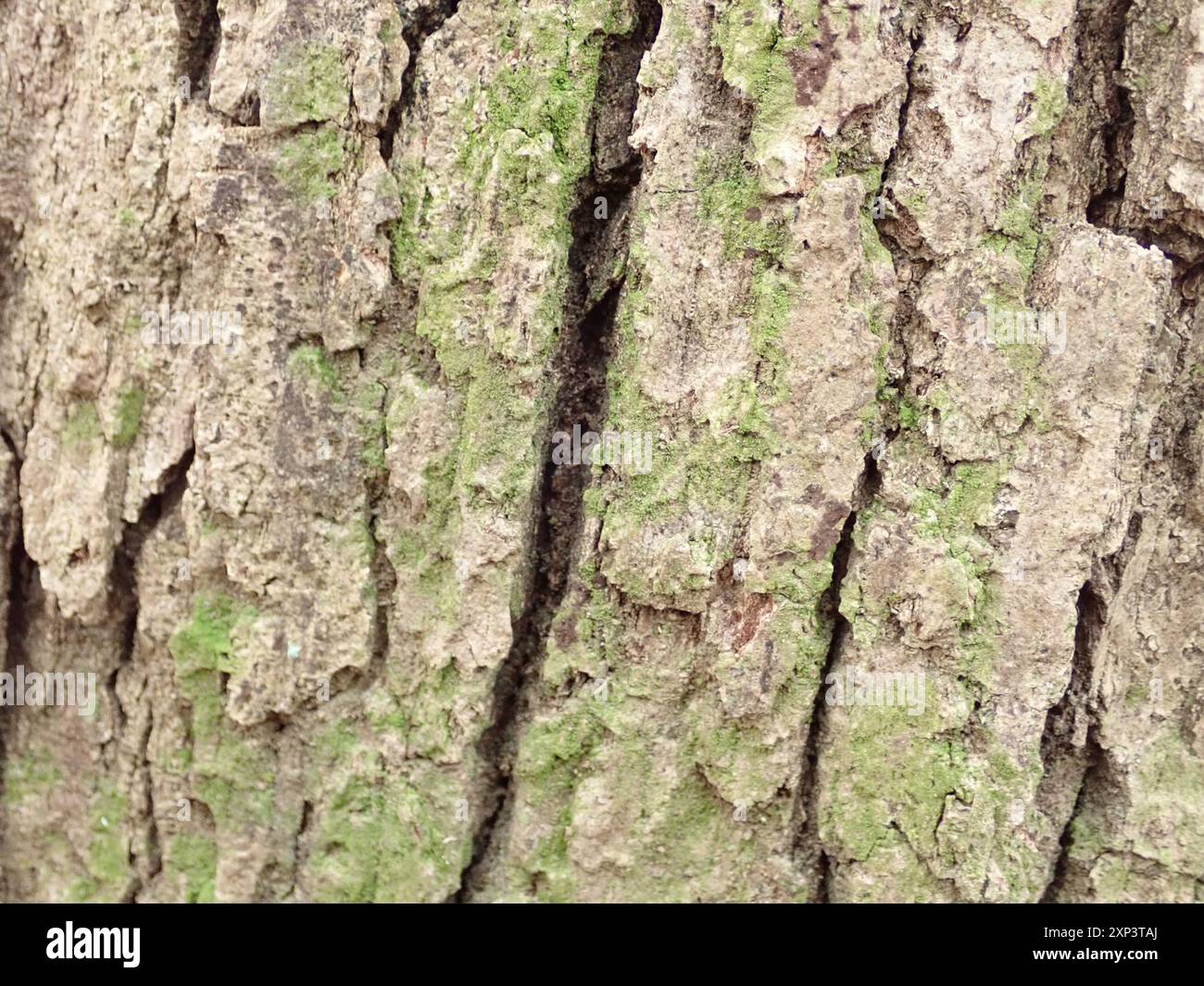 Croatica hi-res stock photography and images - Alamy