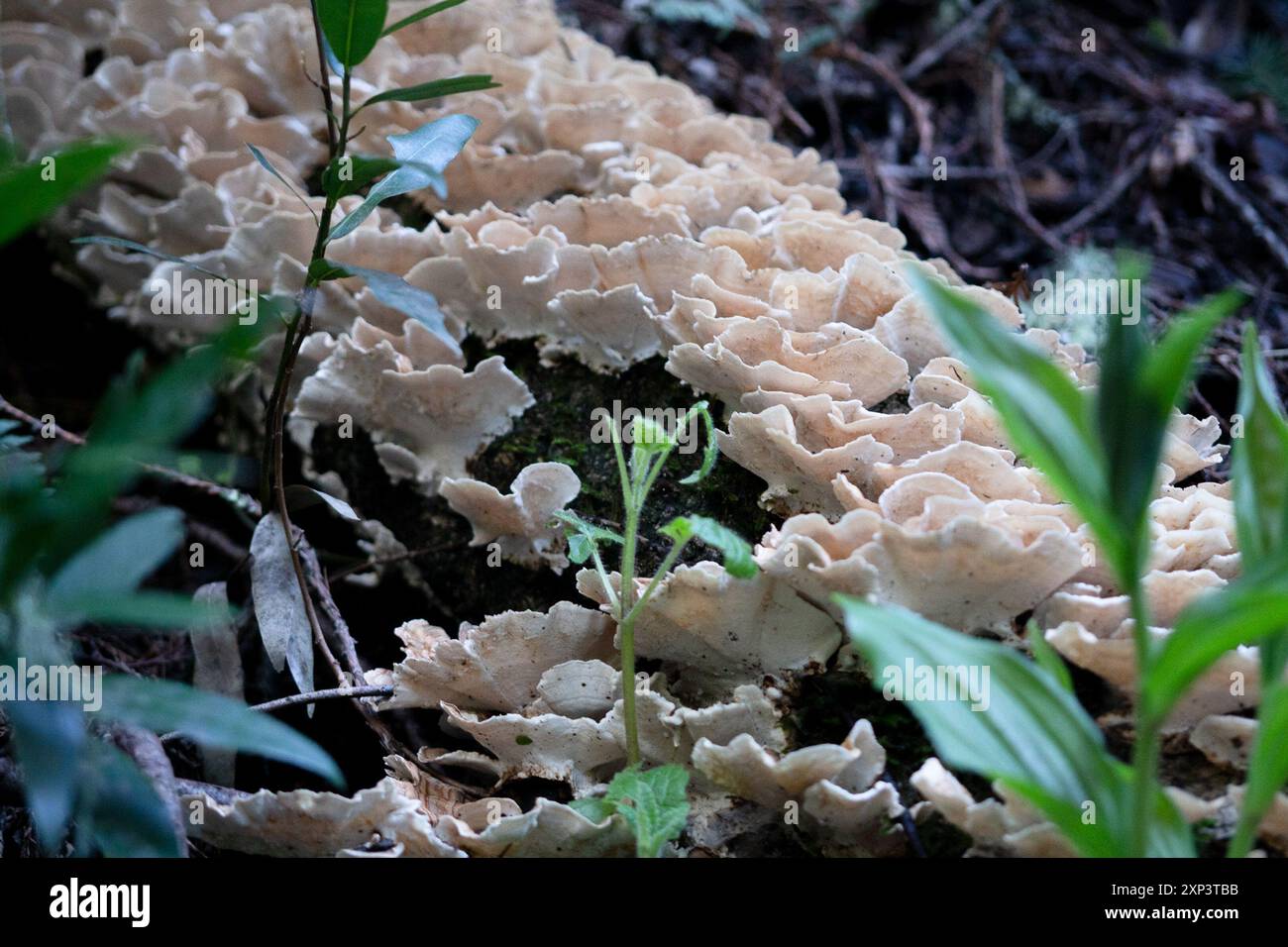 shelf fungi (Polyporales) Fungi Stock Photo - Alamy