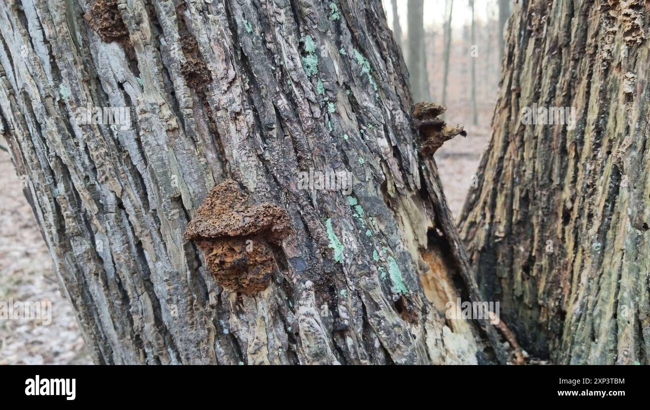 Cracked Cap Polypore (Fulvifomes robiniae) Fungi Stock Photo - Alamy