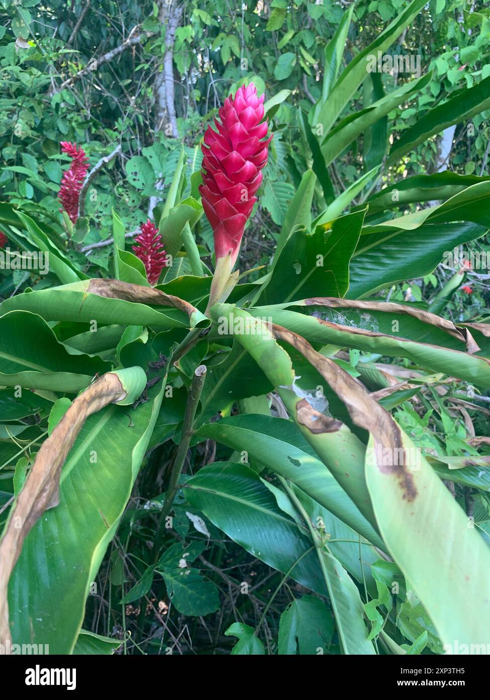Red Ginger (Alpinia purpurata) Plantae Stock Photo - Alamy