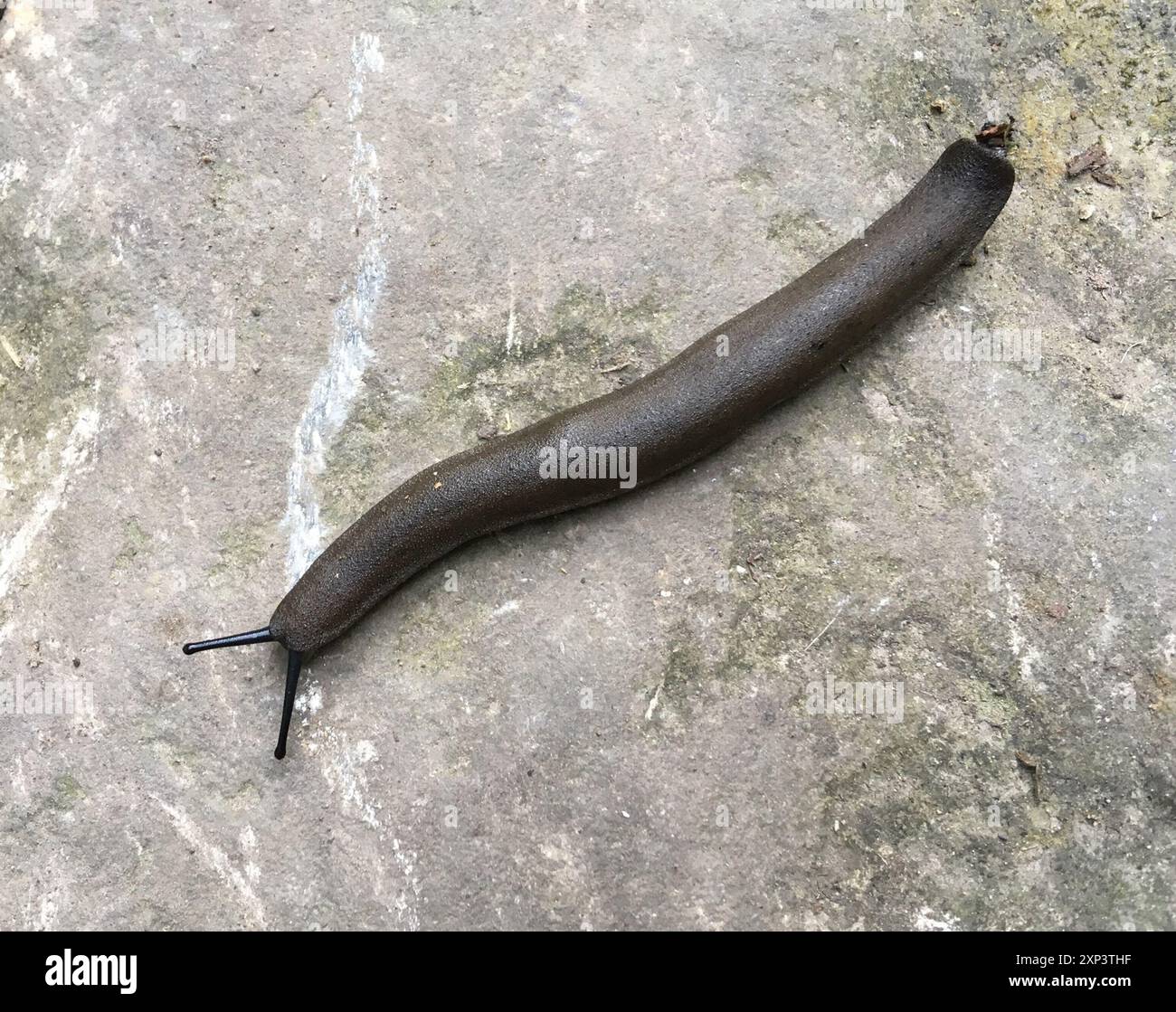 Leatherleaf Slugs (Veronicellidae) Mollusca Stock Photo - Alamy
