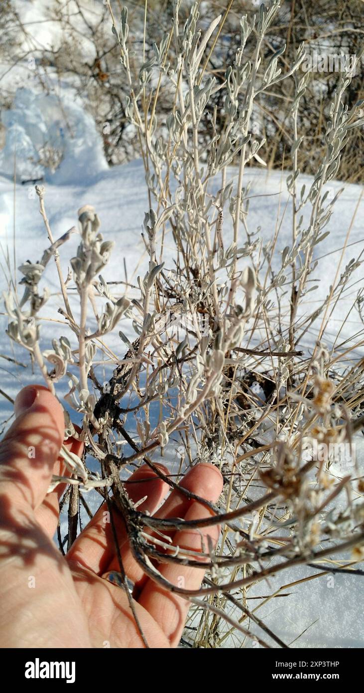 Artemisia cana hi-res stock photography and images - Alamy