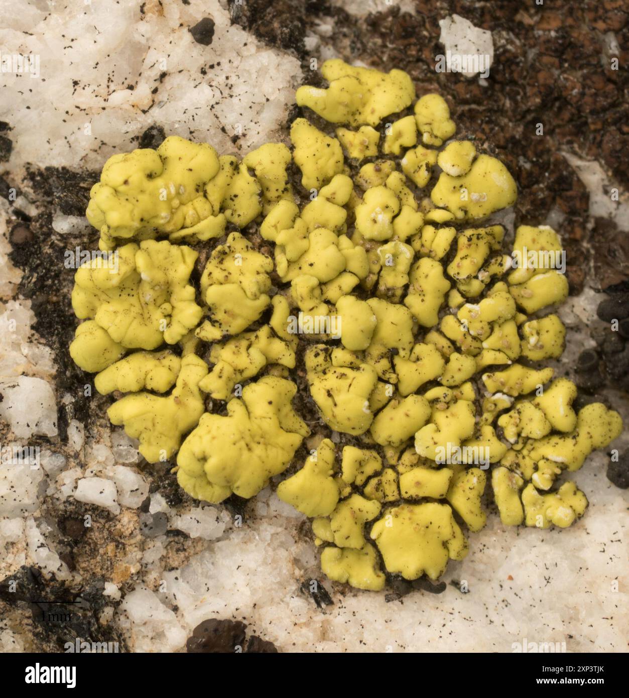 Yellow Cobblestone Lichen (Acarospora socialis) Fungi Stock Photo - Alamy