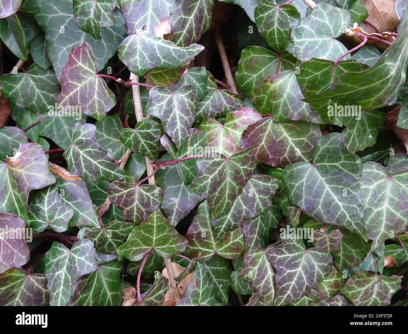 common ivy (Hedera helix) Plantae Stock Photo - Alamy