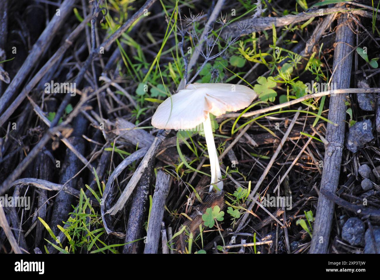 (Bolbitius aleuriatus) Fungi Stock Photo - Alamy